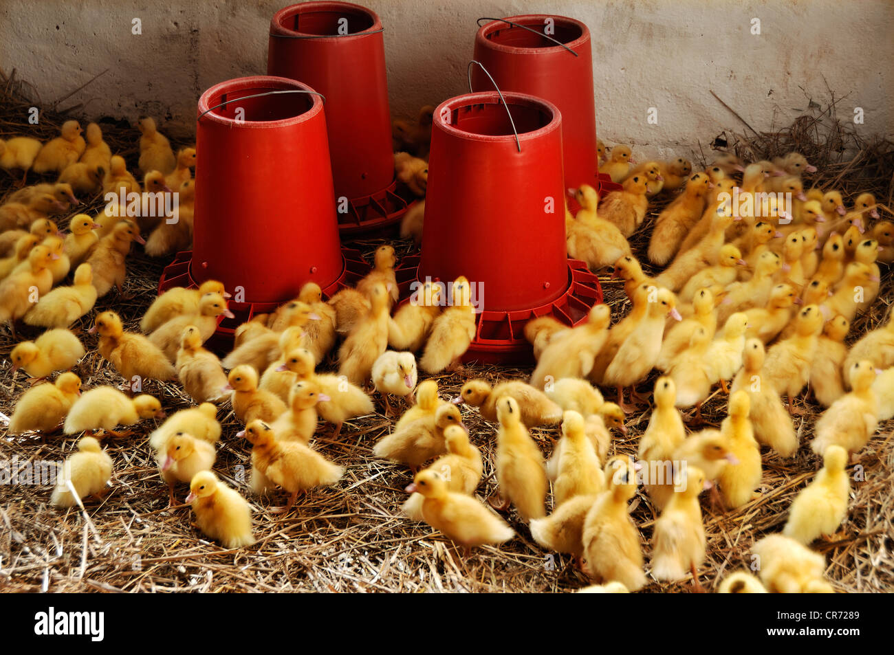 Day old ducklings hi-res stock photography and images - Alamy