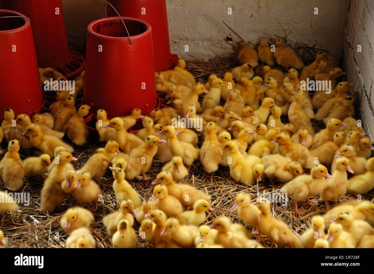Day Old Ducklings High Resolution Stock Photography and Images - Alamy