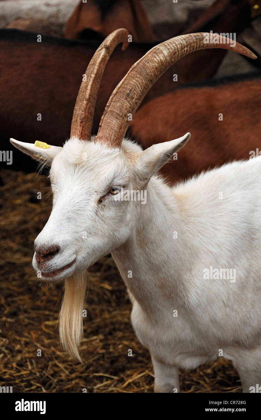 German White High Resolution Stock Photography and Images - Alamy