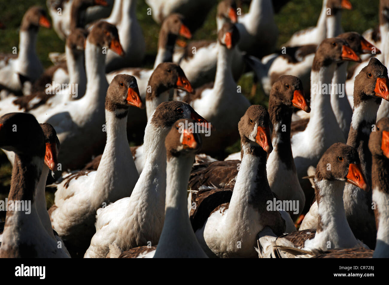 Pomeranian geese on an organic farm, Othenstorf, Mecklenburg-Western ...
