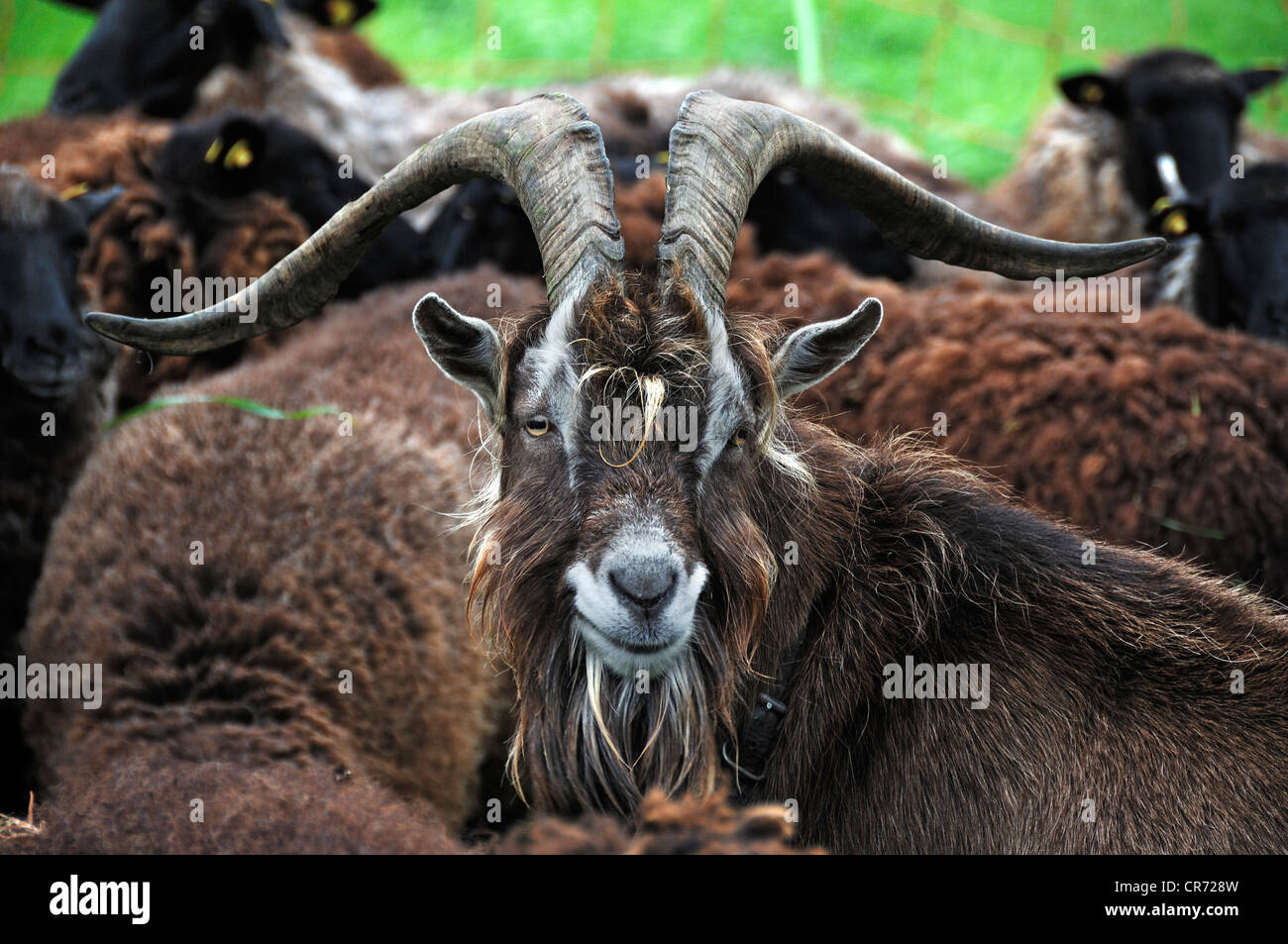 Goat Forest High Resolution Stock Photography and Images - Alamy