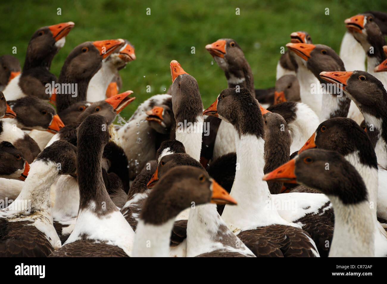 Pomeranian goose hi-res stock photography and images - Alamy
