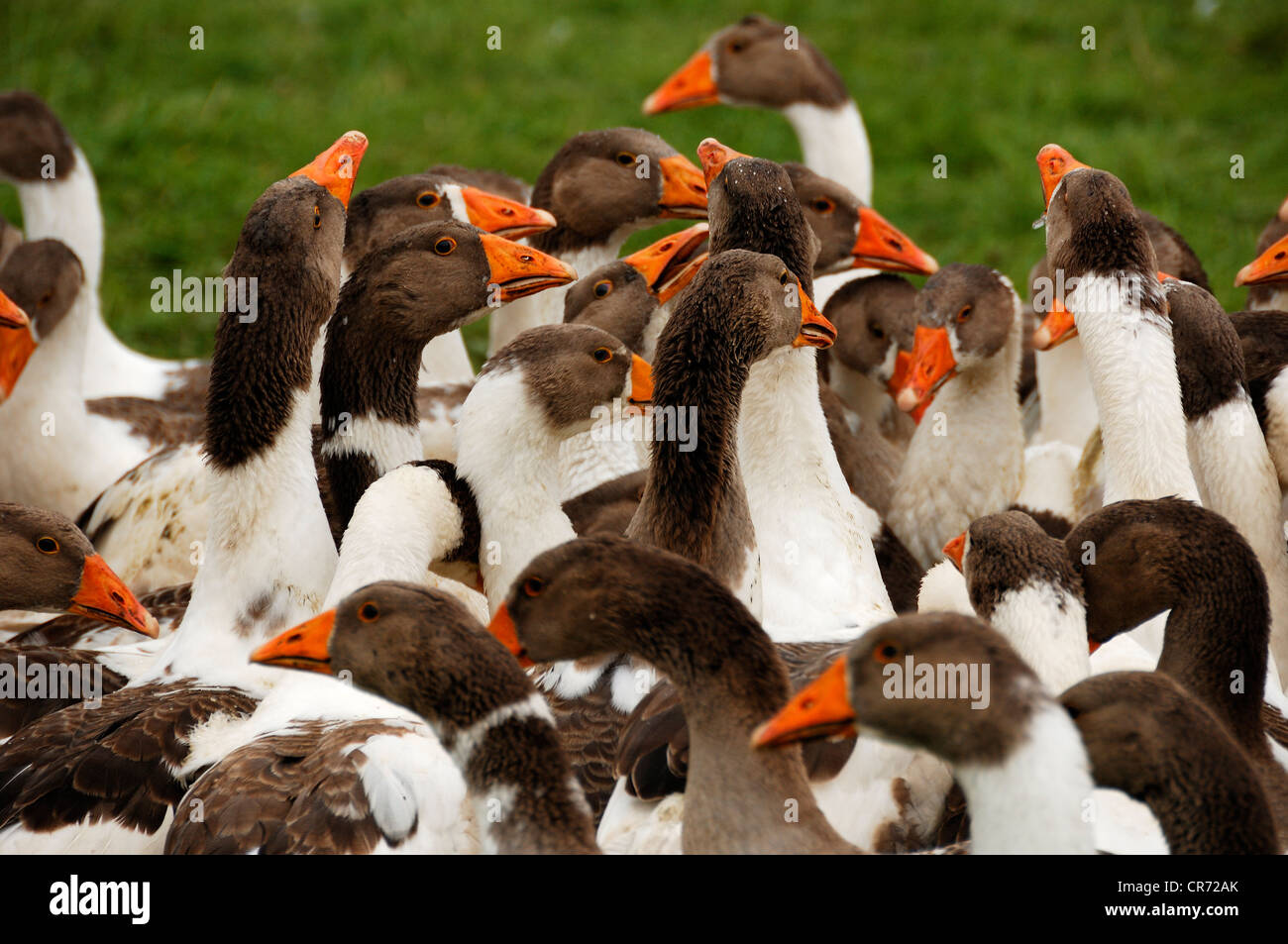 Pied Pomeranian geese drinking in the meadow of an organic farm ...