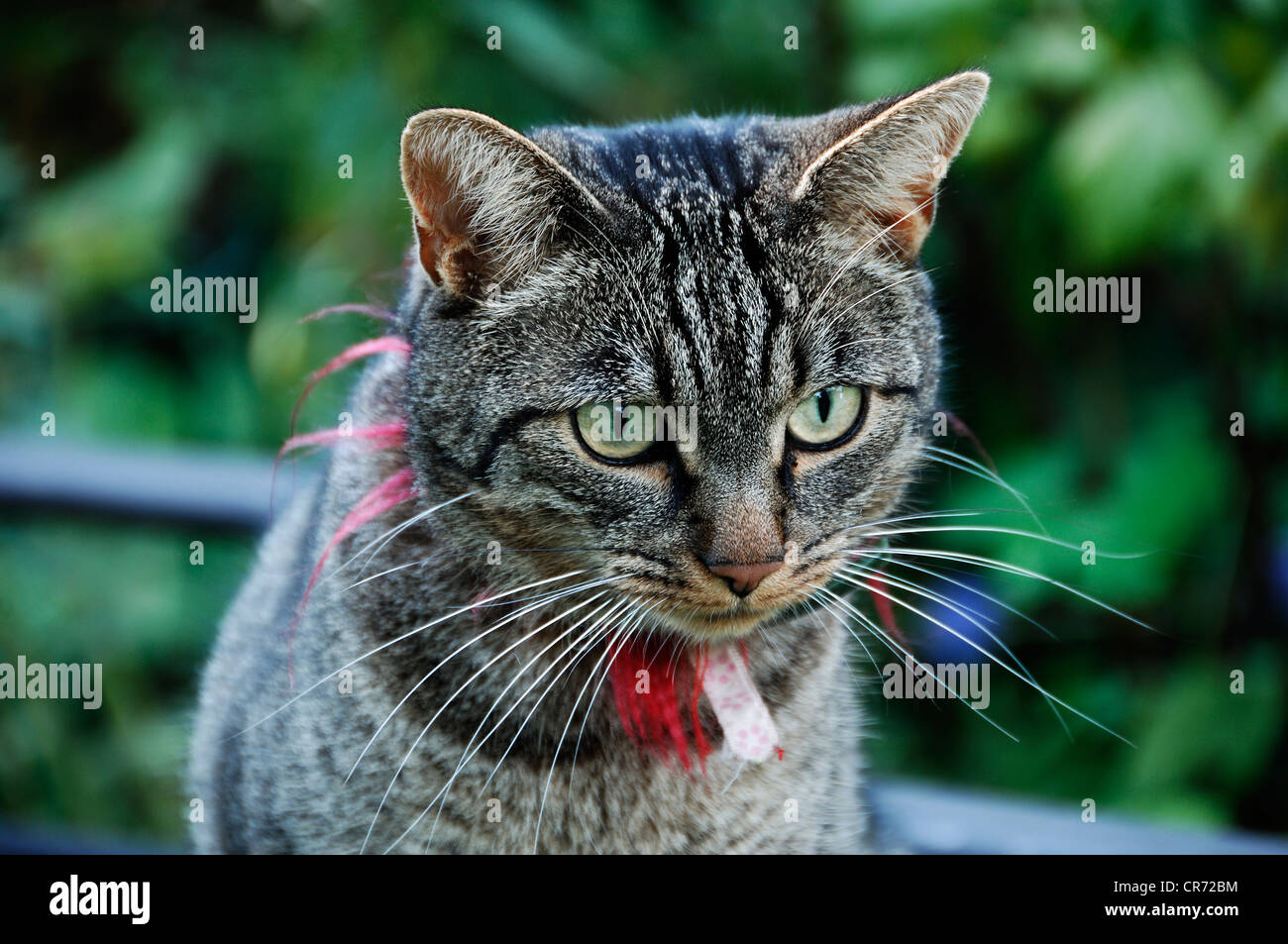 Domestic cat wearing a collar, portrait, Eckental, Middle Franconia ...