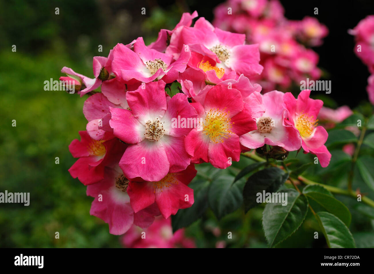 Dog rose (Rosa canina), flowers Stock Photo - Alamy