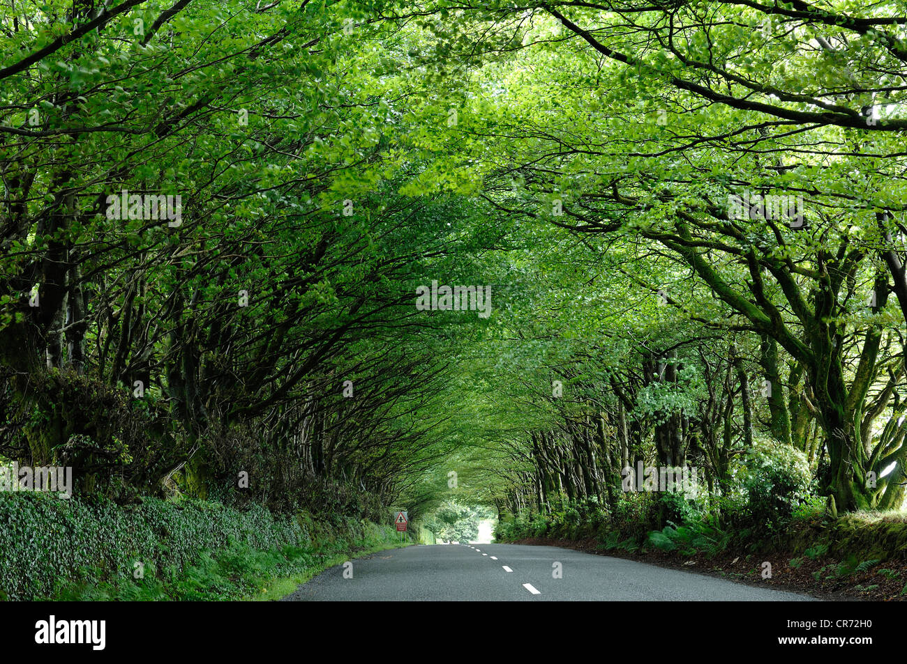 "Tree tunnel" parkway with beeches on a country road, Milton Abbot ...