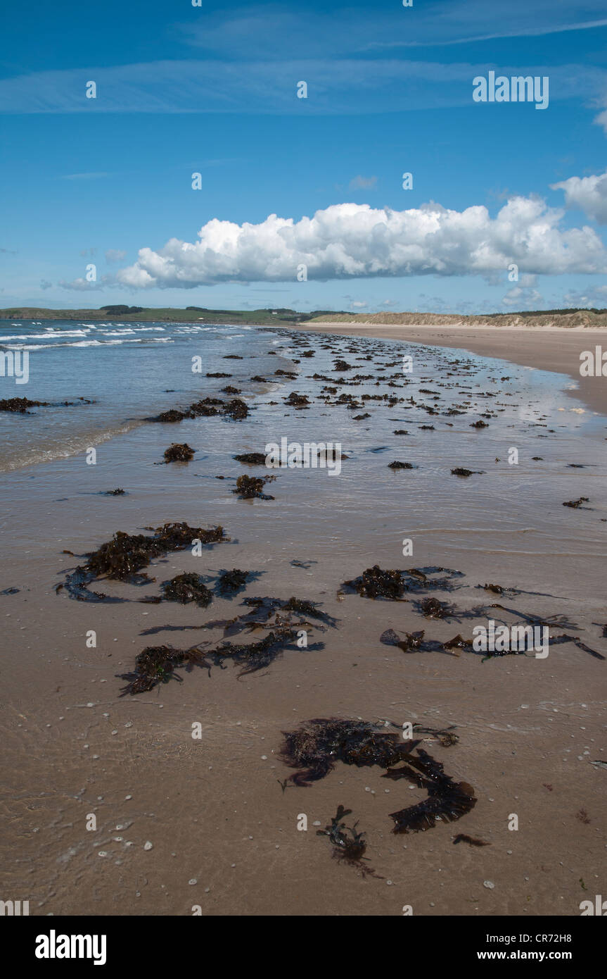 Traeth Penrhos beach Llanddwyn Island Anglesey Stock Photo - Alamy