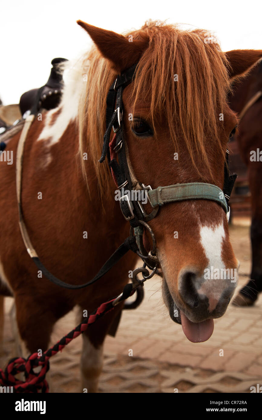 Portrait of horse in Taiwan Stock Photo - Alamy