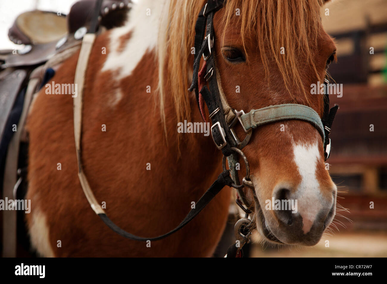 Portrait of horse in Taiwan Stock Photo - Alamy