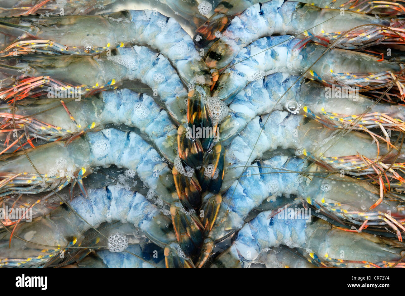 Giant Tiger Prawn In Water