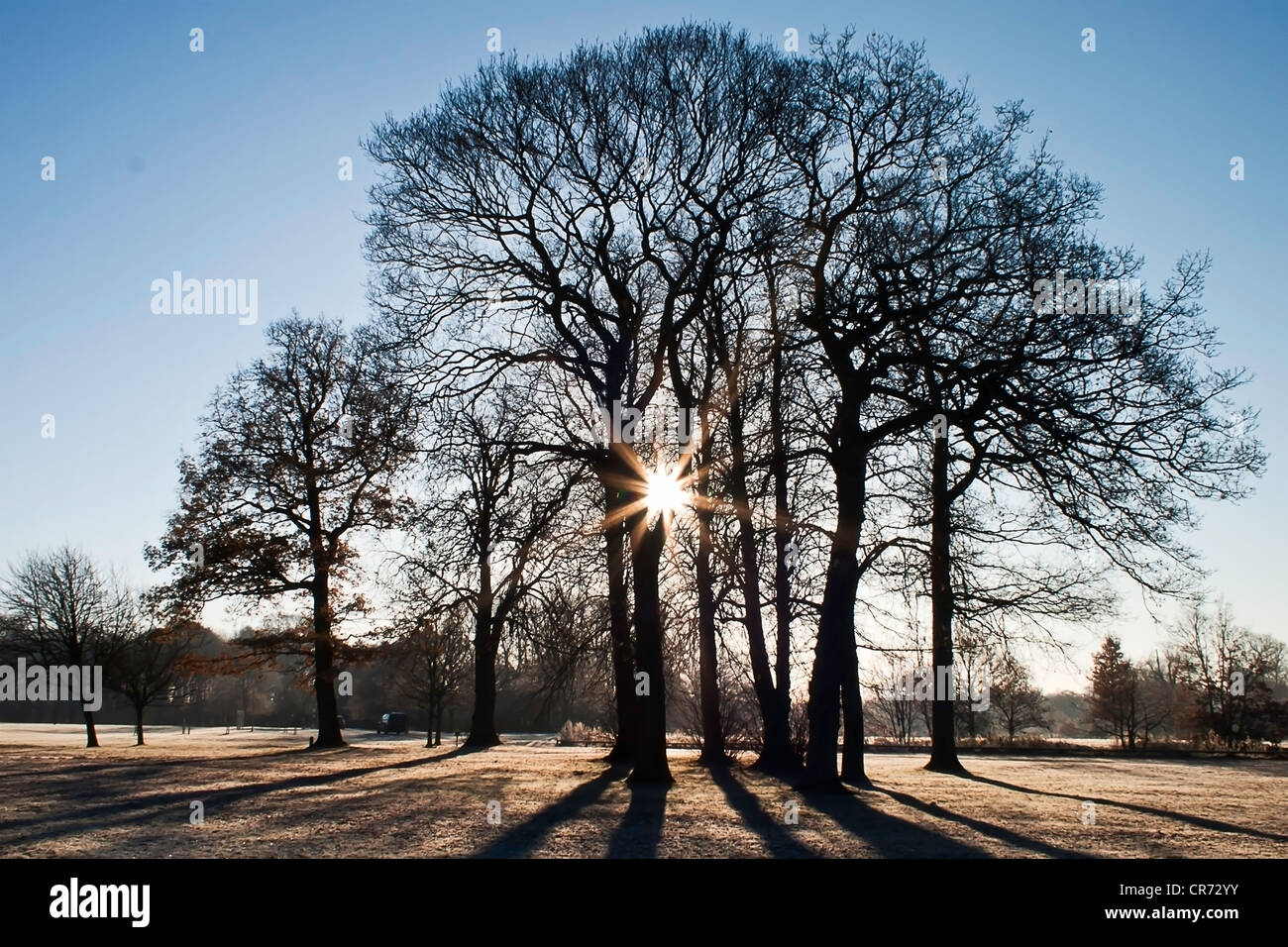 Winter Sun Through Trees Stock Photo - Alamy