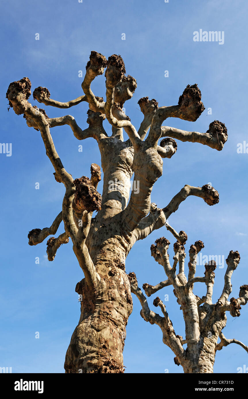 Pollarded plane trees (Platanus Stock Photo - Alamy
