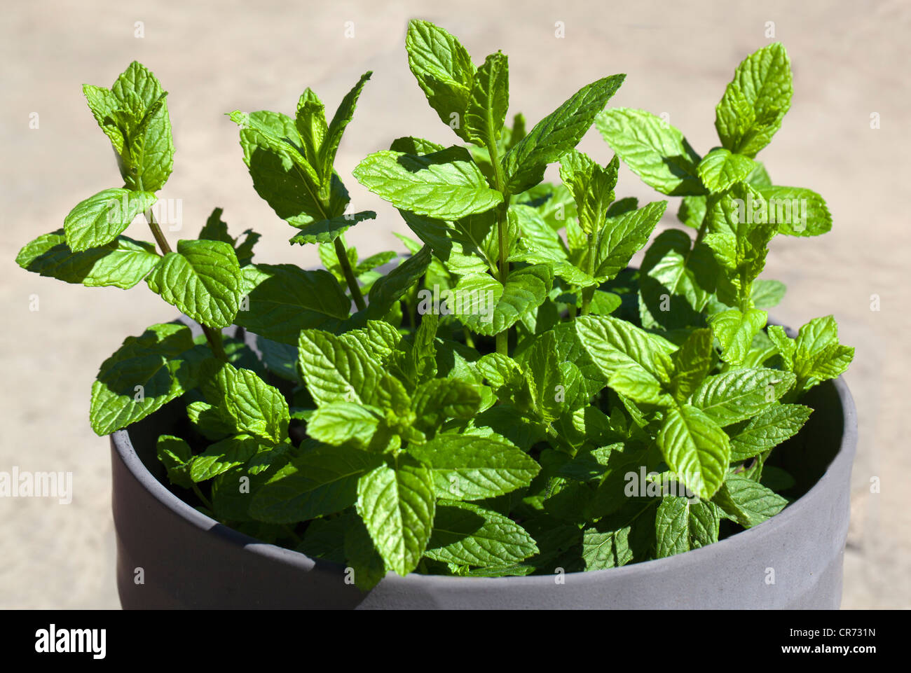 Garden mint hi-res stock photography and images - Alamy