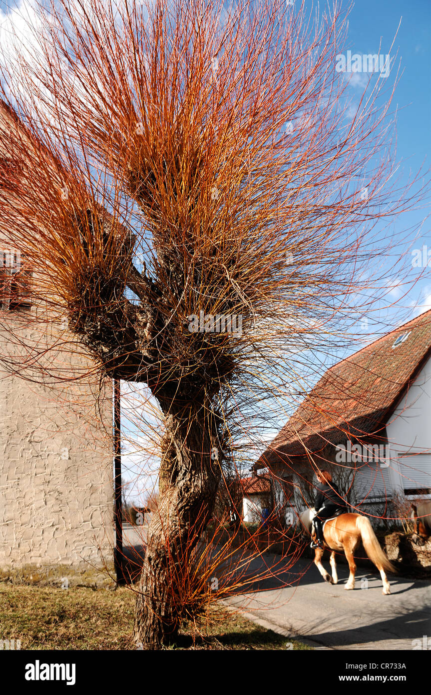 Osier willow tree salix viminalis hi-res stock photography and images ...