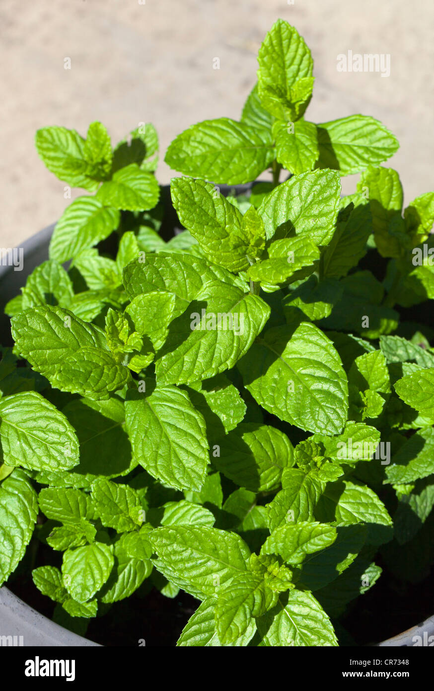 Garden mint hi-res stock photography and images - Alamy