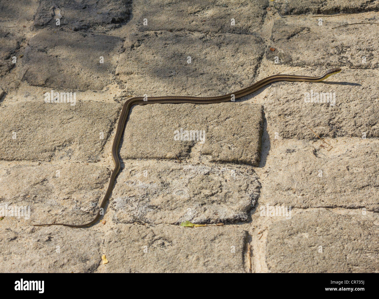 Bernieri hi-res stock photography and images - Alamy