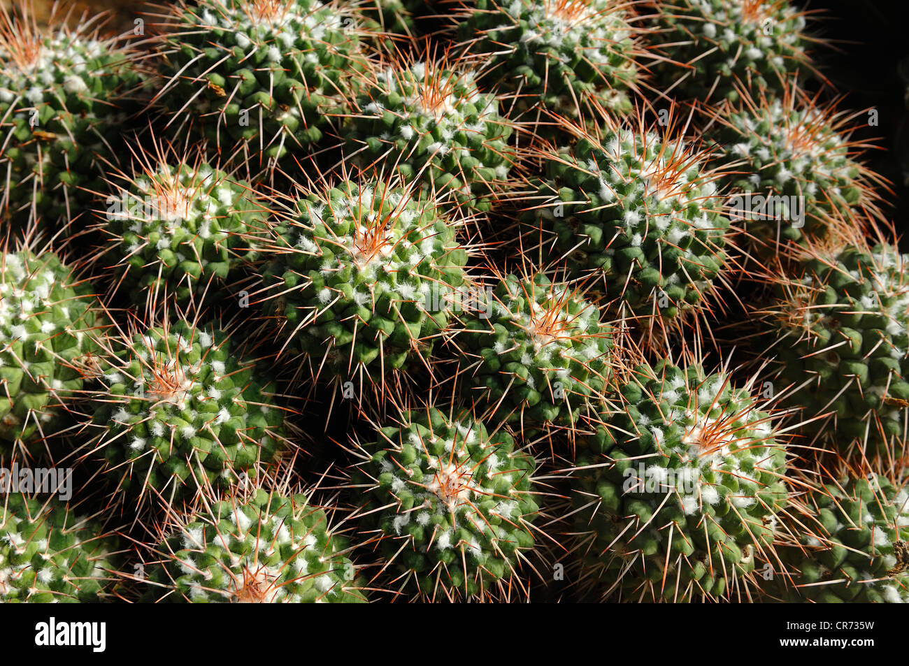 Cactus, Mother of Hundreds (Mammillaria compressa), Botanical Garden ...