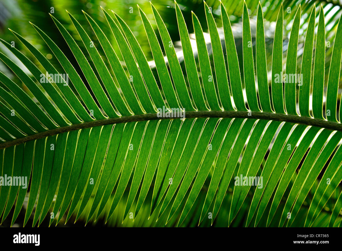 Cycad fern hi-res stock photography and images - Alamy