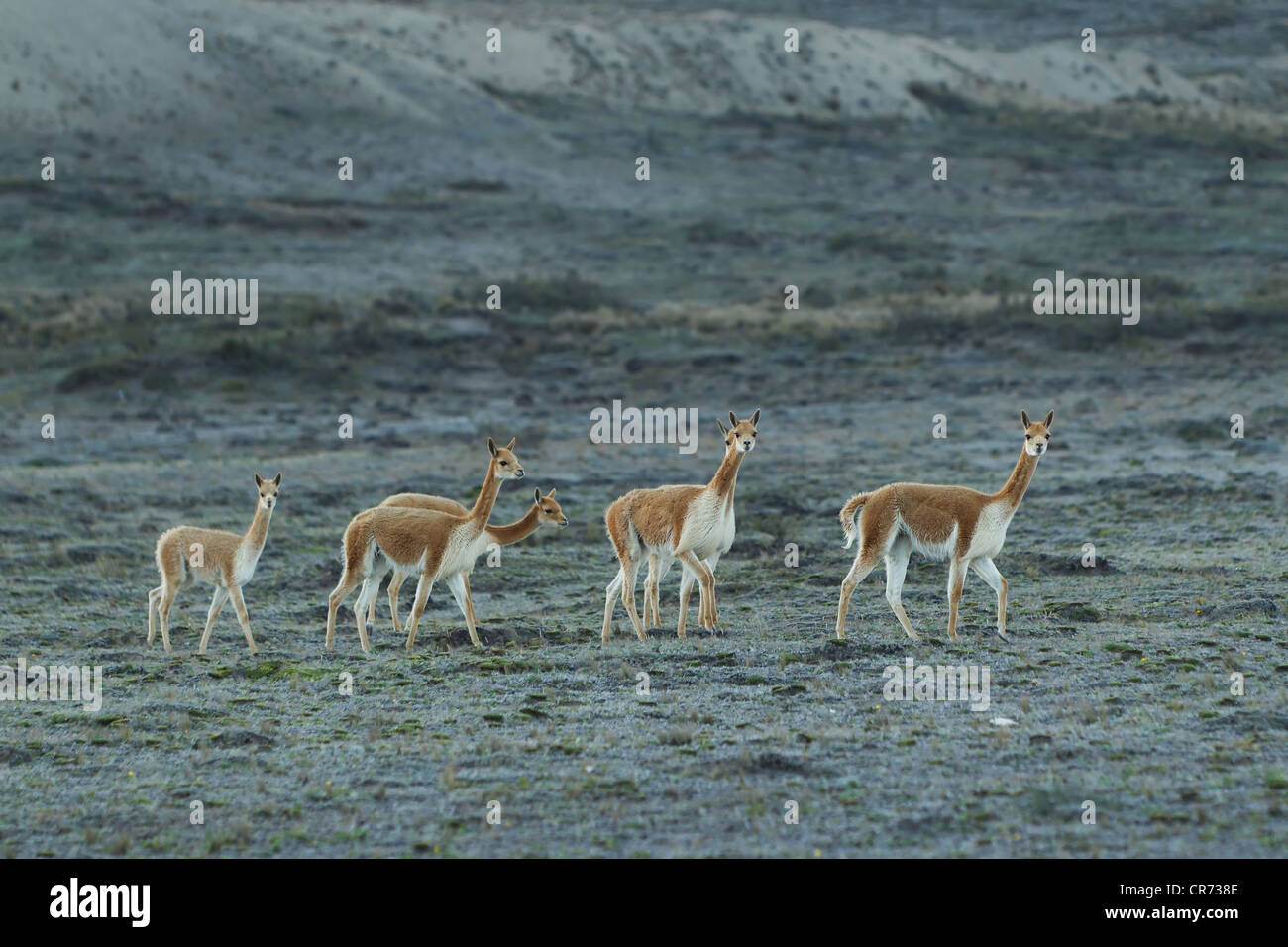 The Vicugna Is One Of Two Wild South America Camelids Which Live In The ...