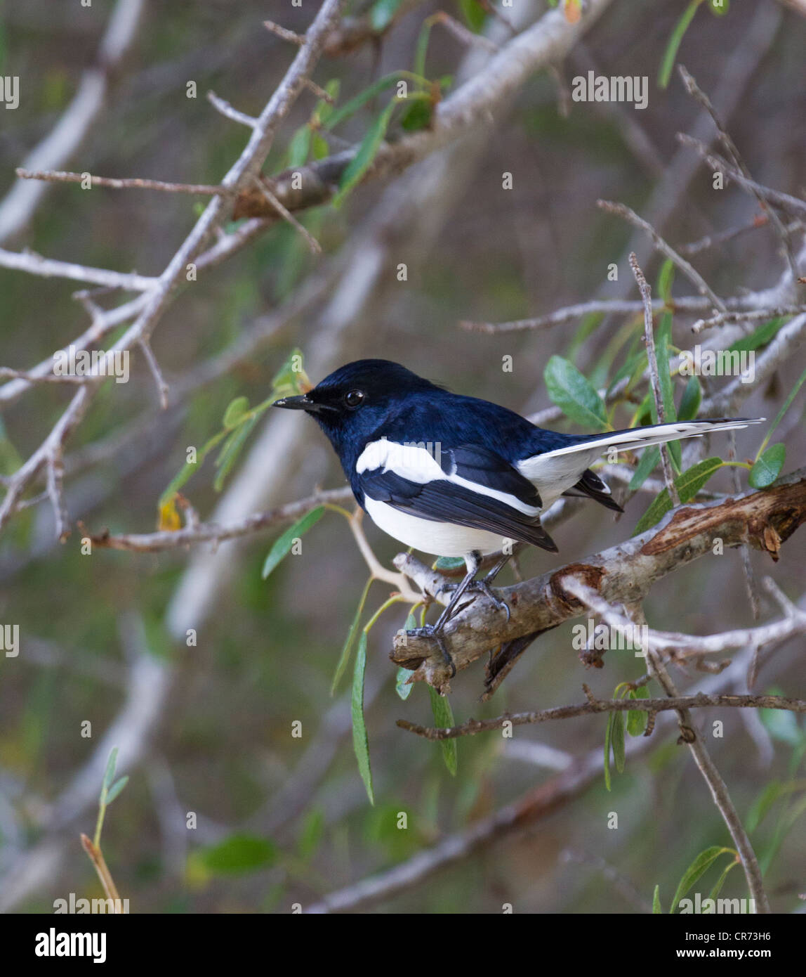 Ifaty animals hi-res stock photography and images - Alamy