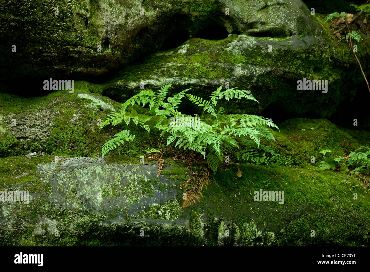 Fern and Rocks Stock Photo - Alamy