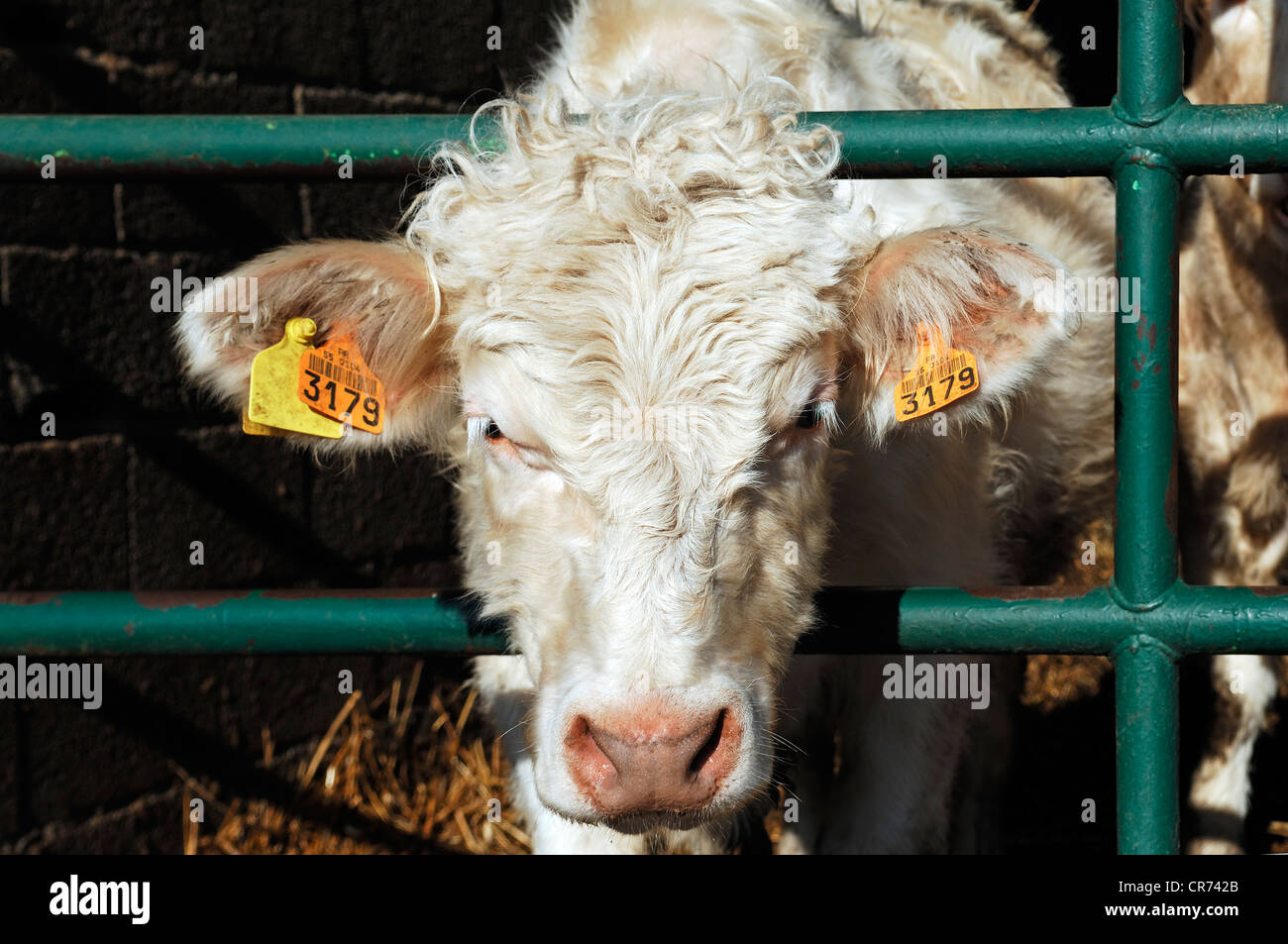 Young French Charolais cattle in an open barn, Illhaeusern, Alsace ...