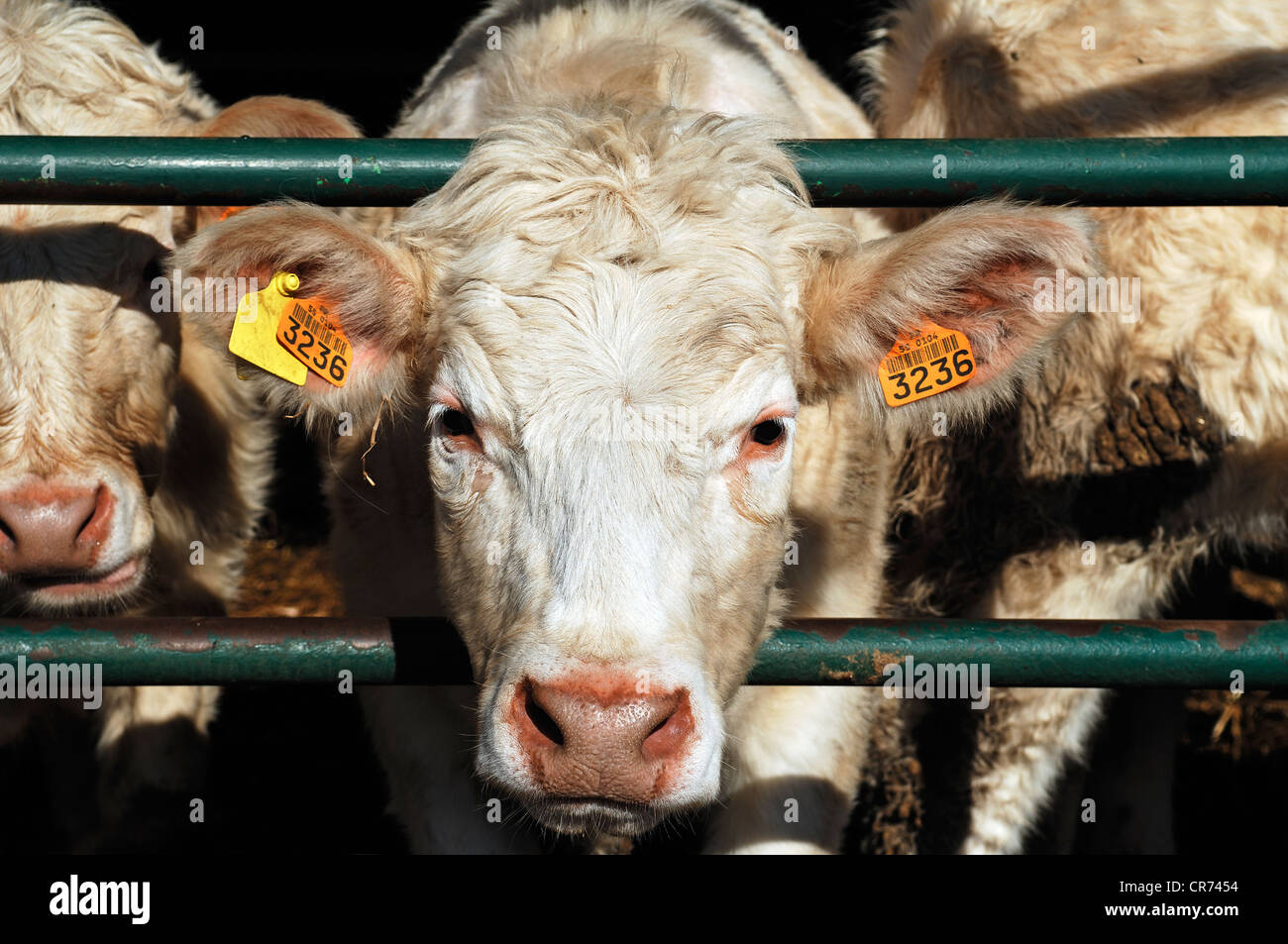 French Charolais cattle, calf in an open barn, Illhaeusern, Alsace ...