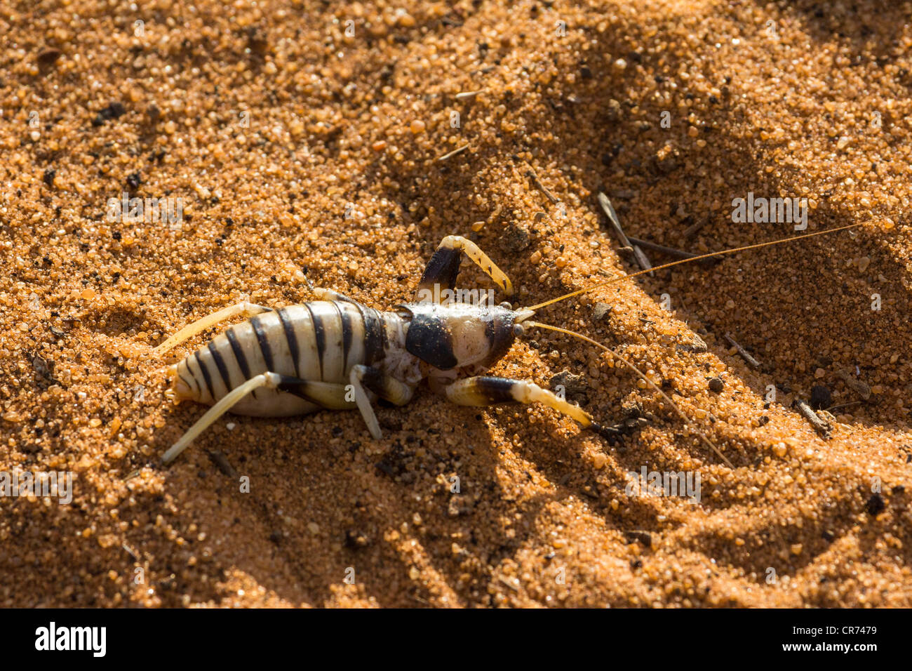 cricket, possibly Stenopelmatus, Ifaty, Madagascar Stock Photo - Alamy