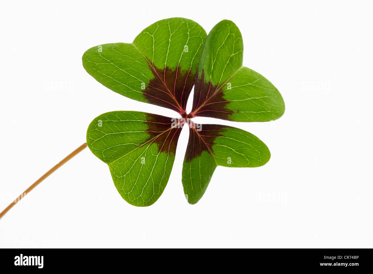 Clover leaf shape hi-res stock photography and images - Alamy