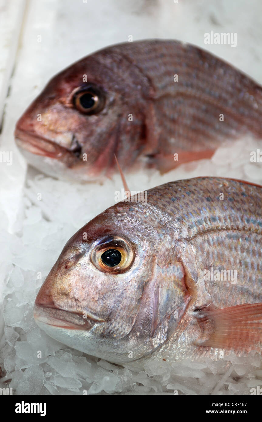 Sea bream (Sparus aurata), on ice Stock Photo - Alamy