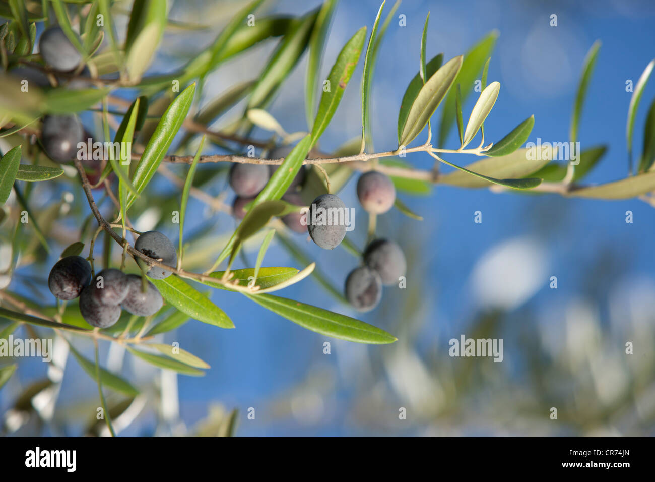 Twig Of Olive Tree High Resolution Stock Photography and Images - Alamy
