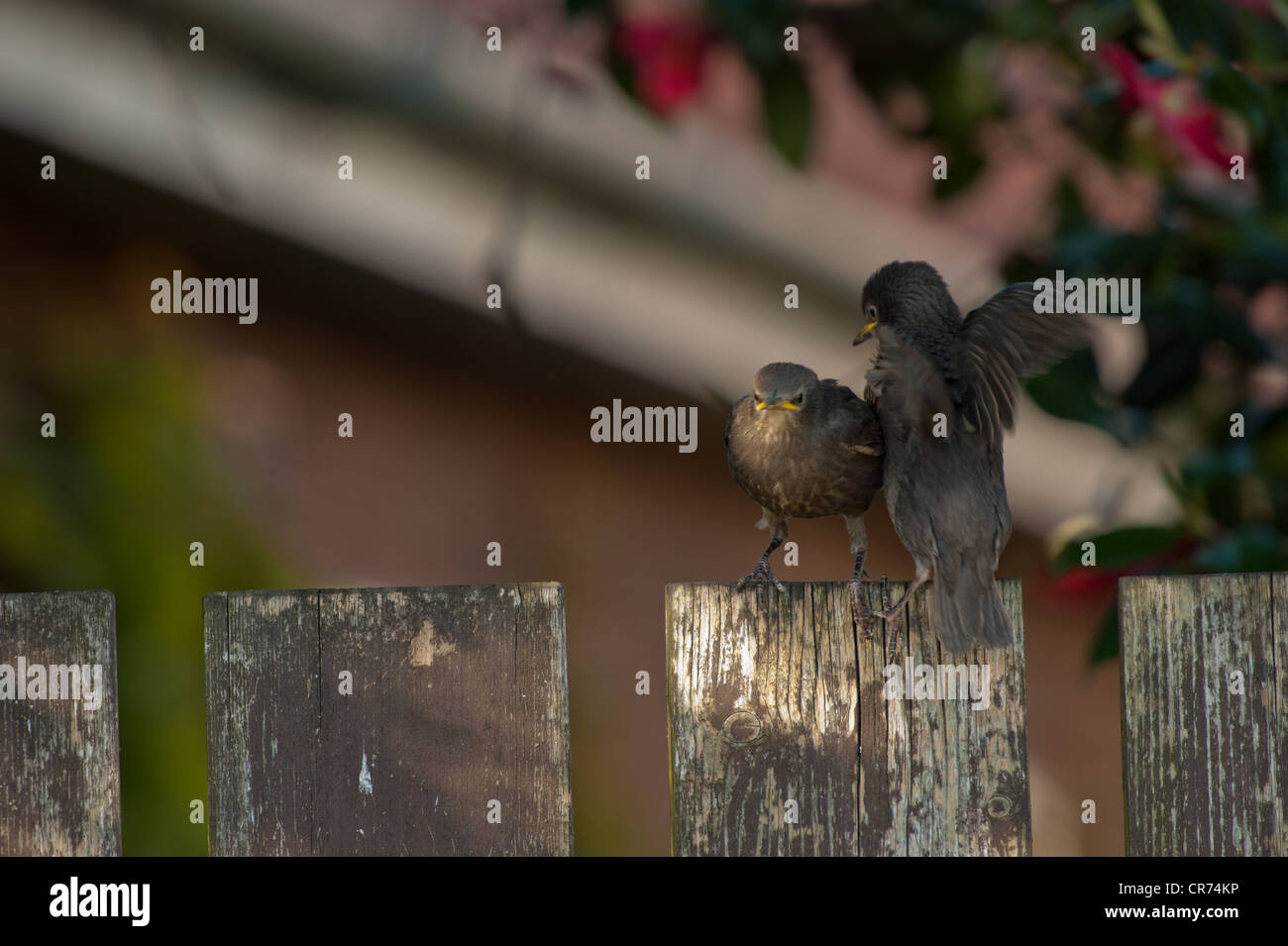 Sturnus vulgaris young starling fledglings hi-res stock photography and ...