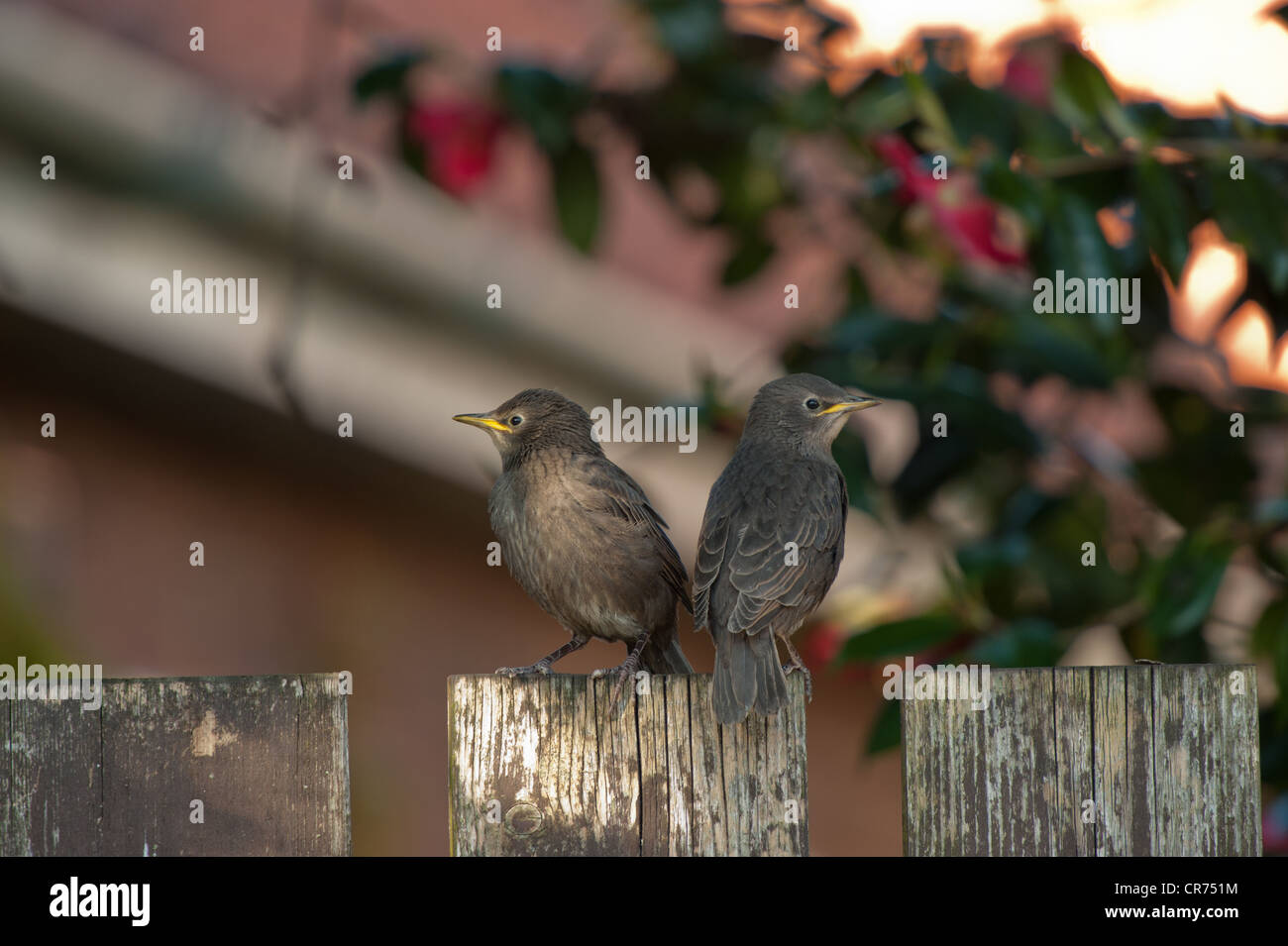 Pair of fledglings hi-res stock photography and images - Alamy