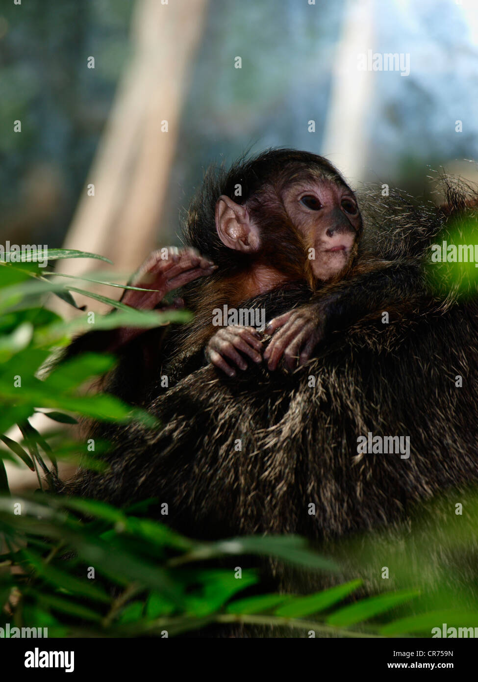 Mother baby saki hi-res stock photography and images - Alamy