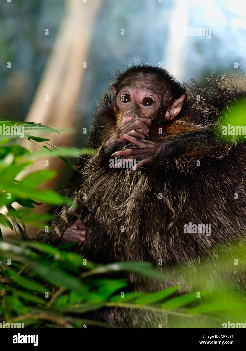 White faced Saki cute baby Stock Photo - Alamy