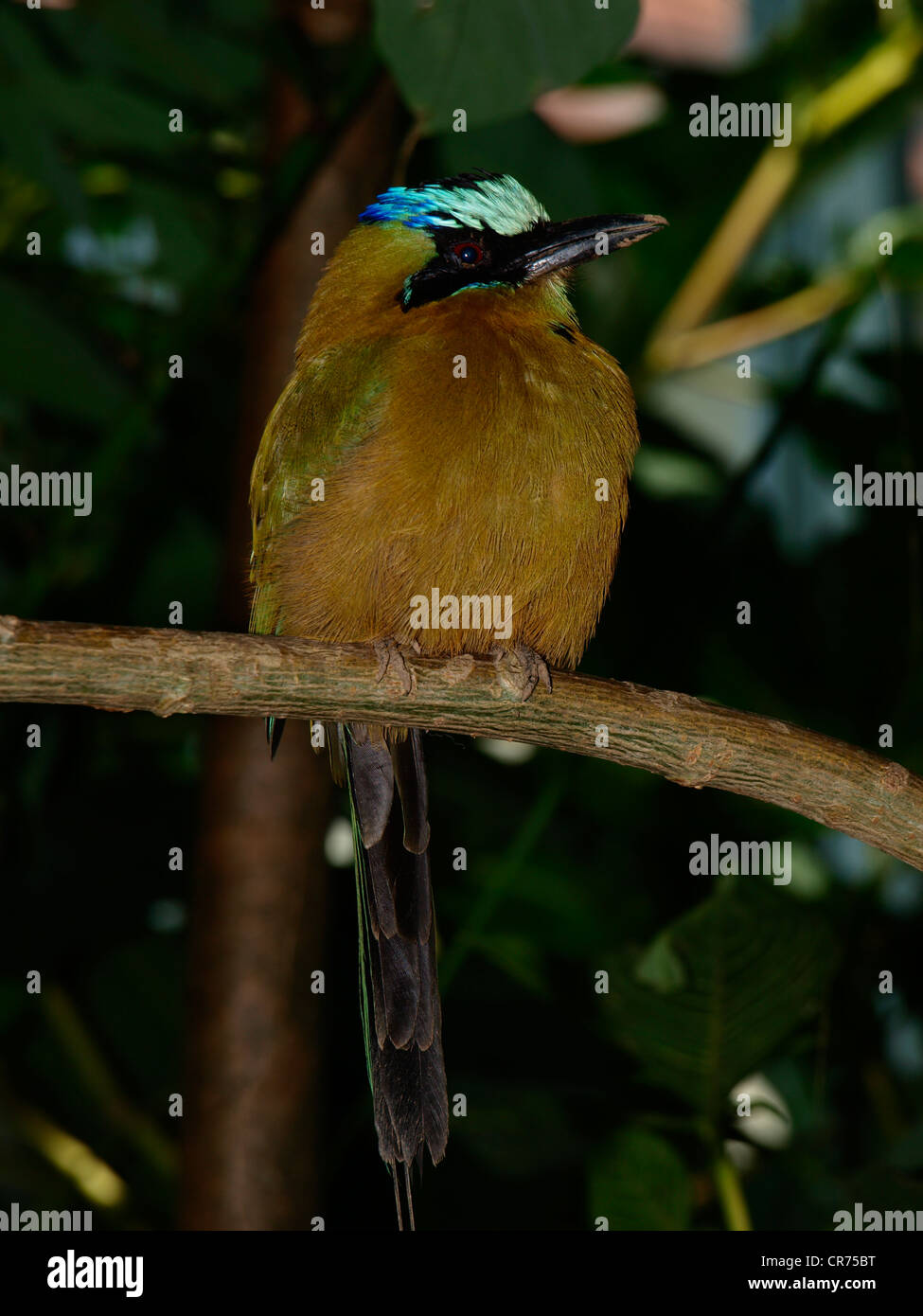 Motmot bird hi-res stock photography and images - Alamy