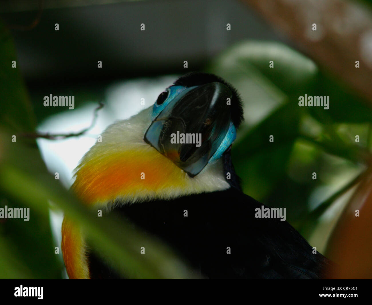 Portrait of colorful toucan Stock Photo - Alamy