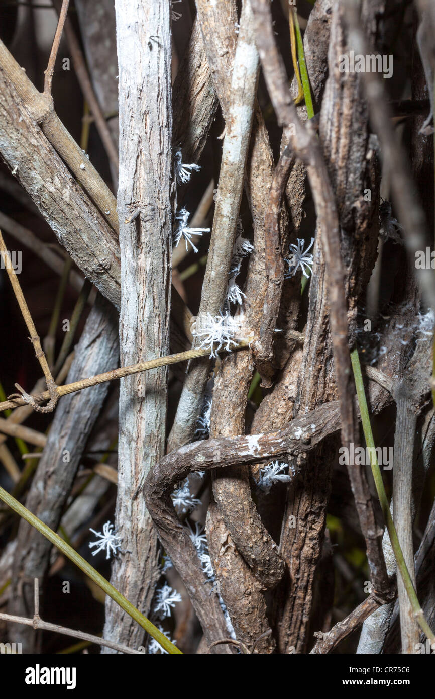 Phromnia rosea flatid leaf bugs, Ifaty, Madagascar Stock Photo - Alamy