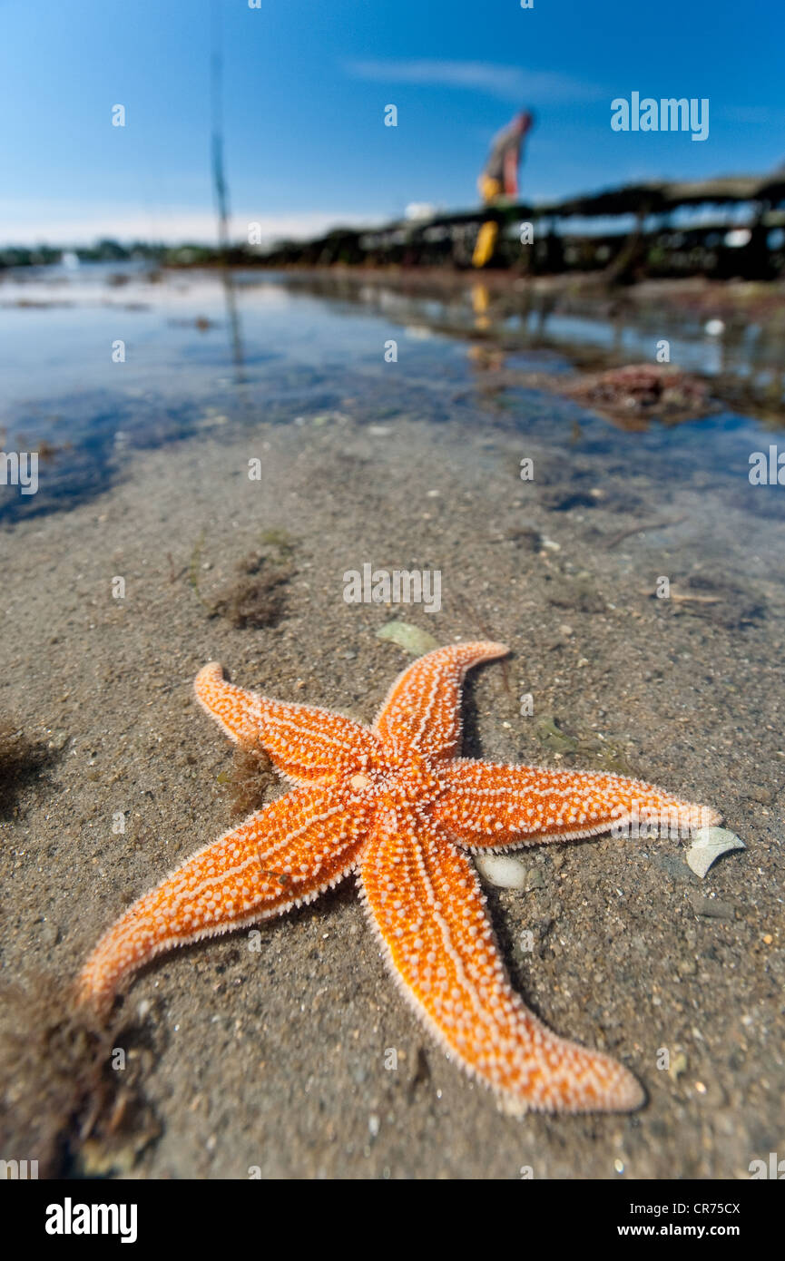 France, Morbihan, Gulf of Morbihan, Common starfish (Asterias rubens ...