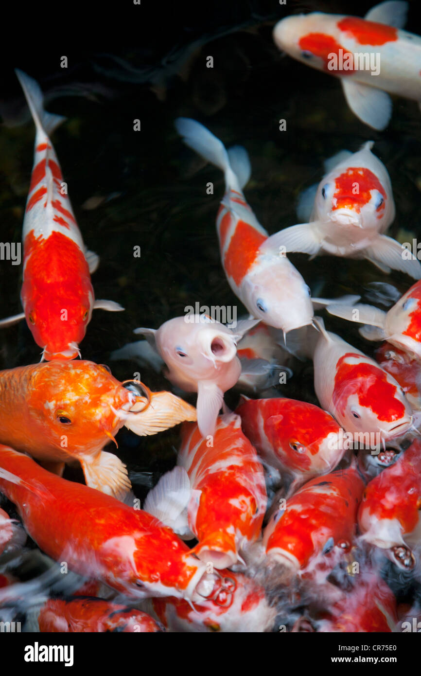 Taiwan koi hi-res stock photography and images - Alamy