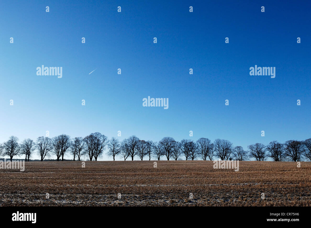 Avenue of lime trees in winter, stubble field in front, Rhena ...