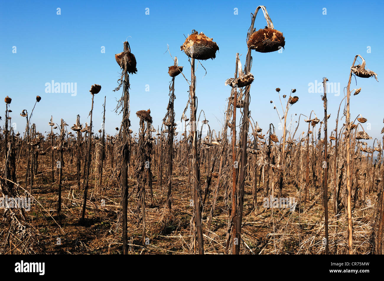 Withered field of Sunflowers (Helianthus annuus) against a blue sky ...