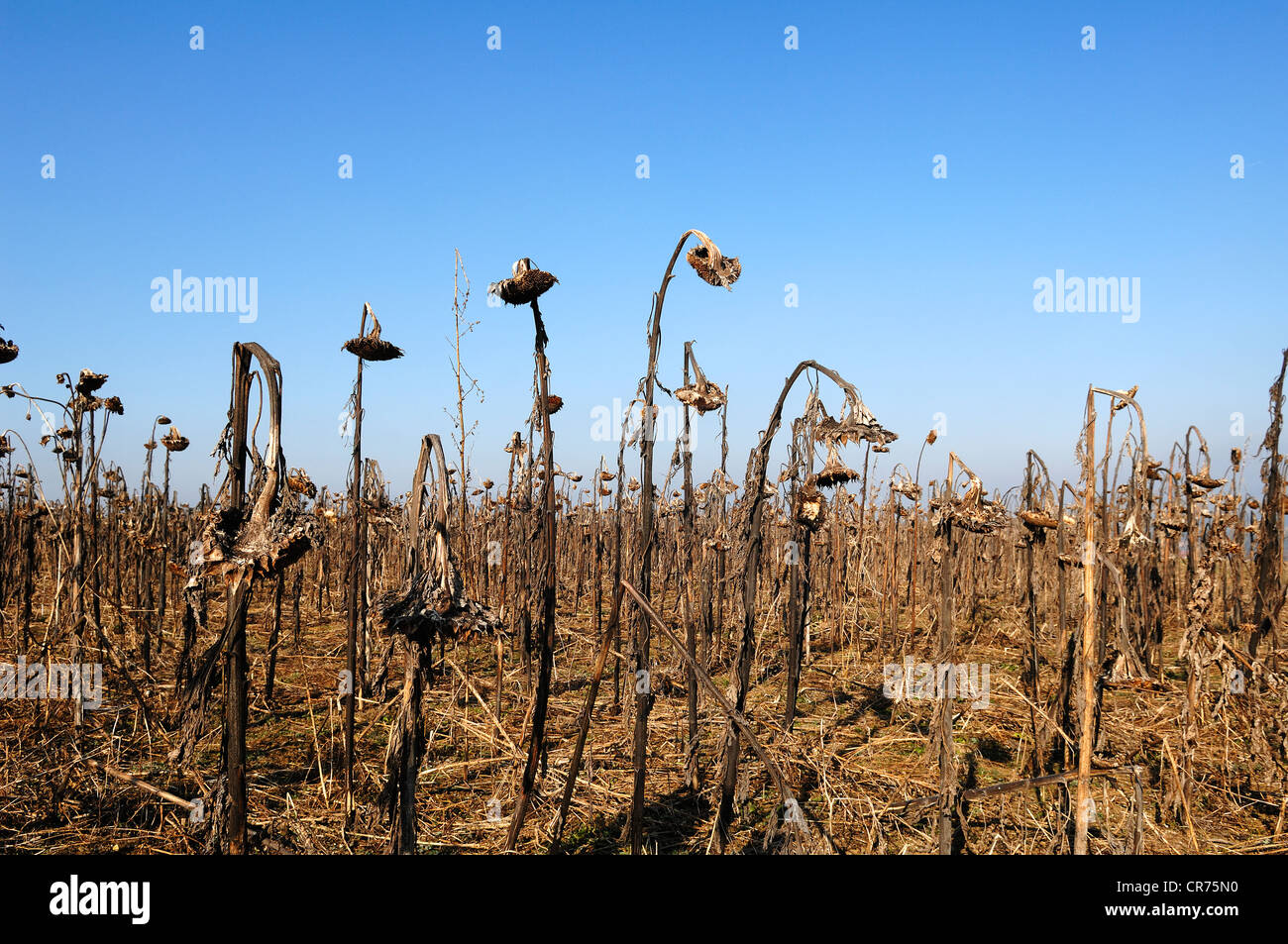Withered sunflowers hi-res stock photography and images - Alamy