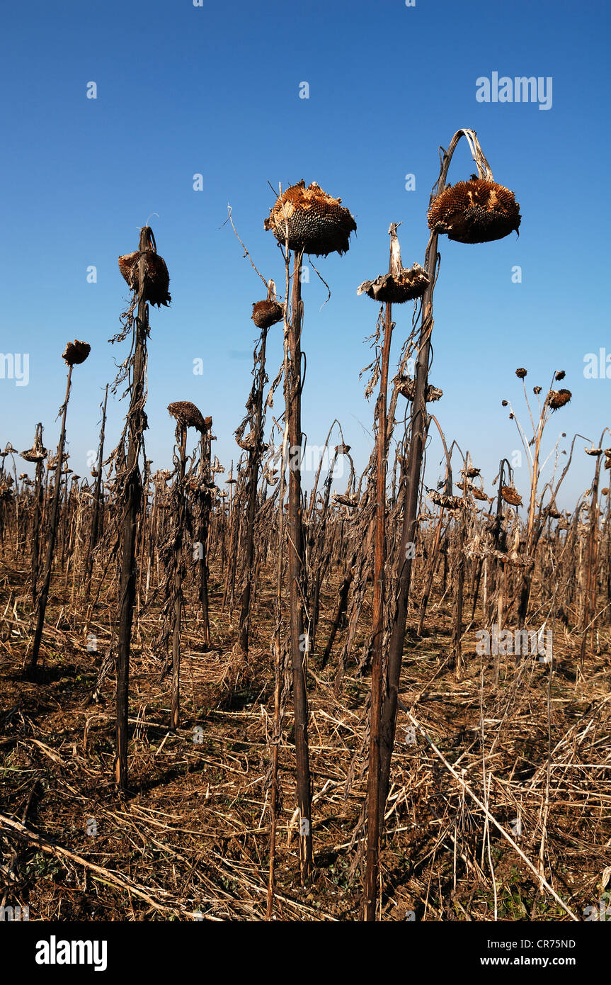 Withered field of Sunflowers (Helianthus annuus) against a blue sky ...