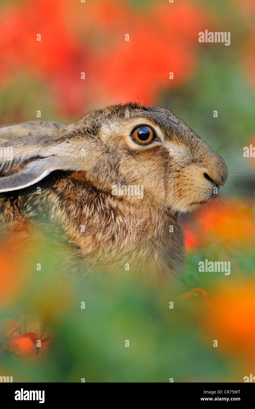 Close up brown hare lepus europaeus hi-res stock photography and images ...