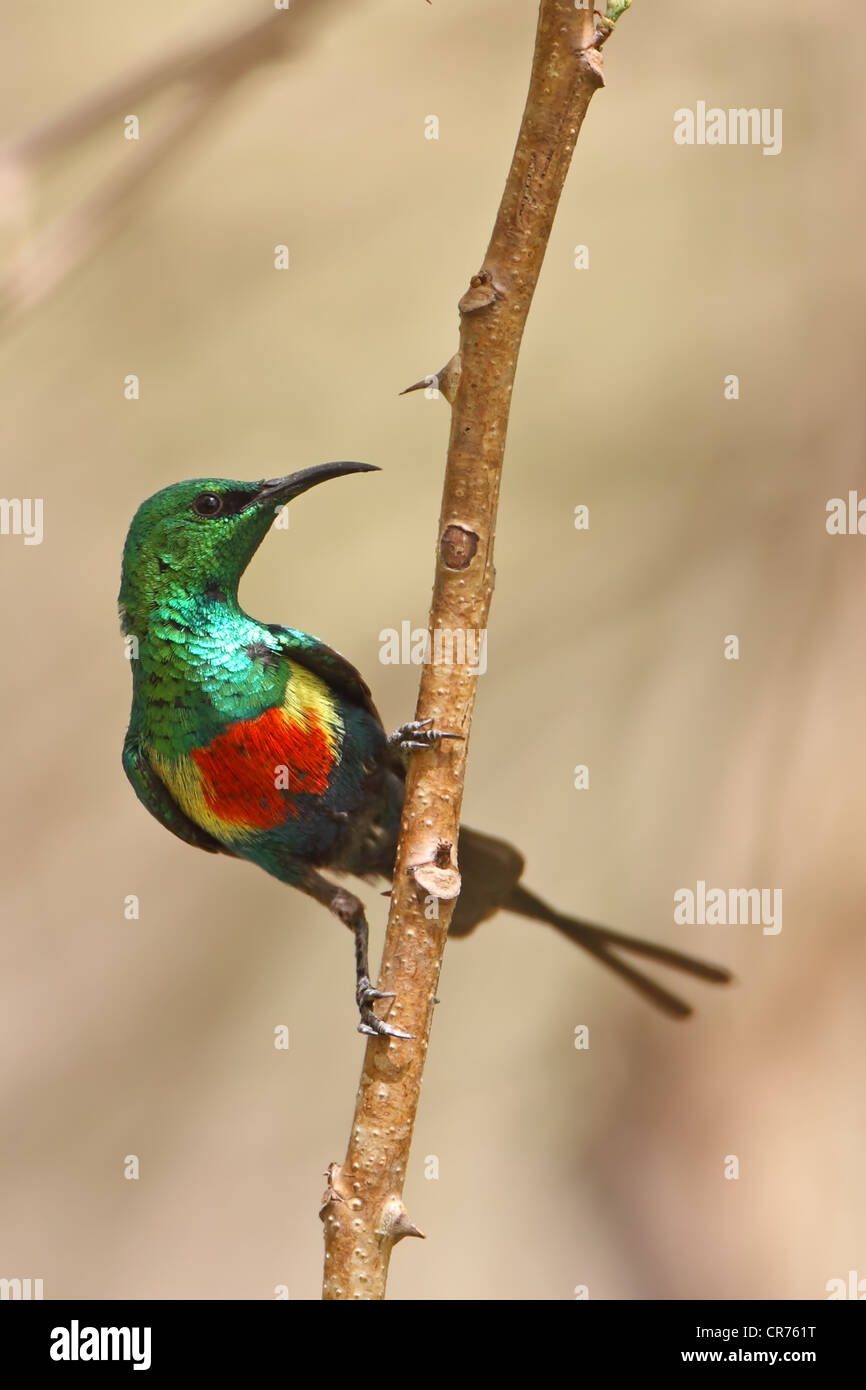 African sunbirds hi-res stock photography and images - Alamy