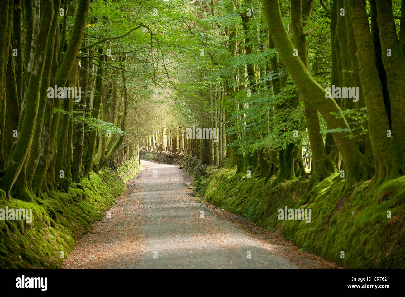 France, Finistere, Hanvec, Monts d'Arree, tree alley of the Domaine de ...