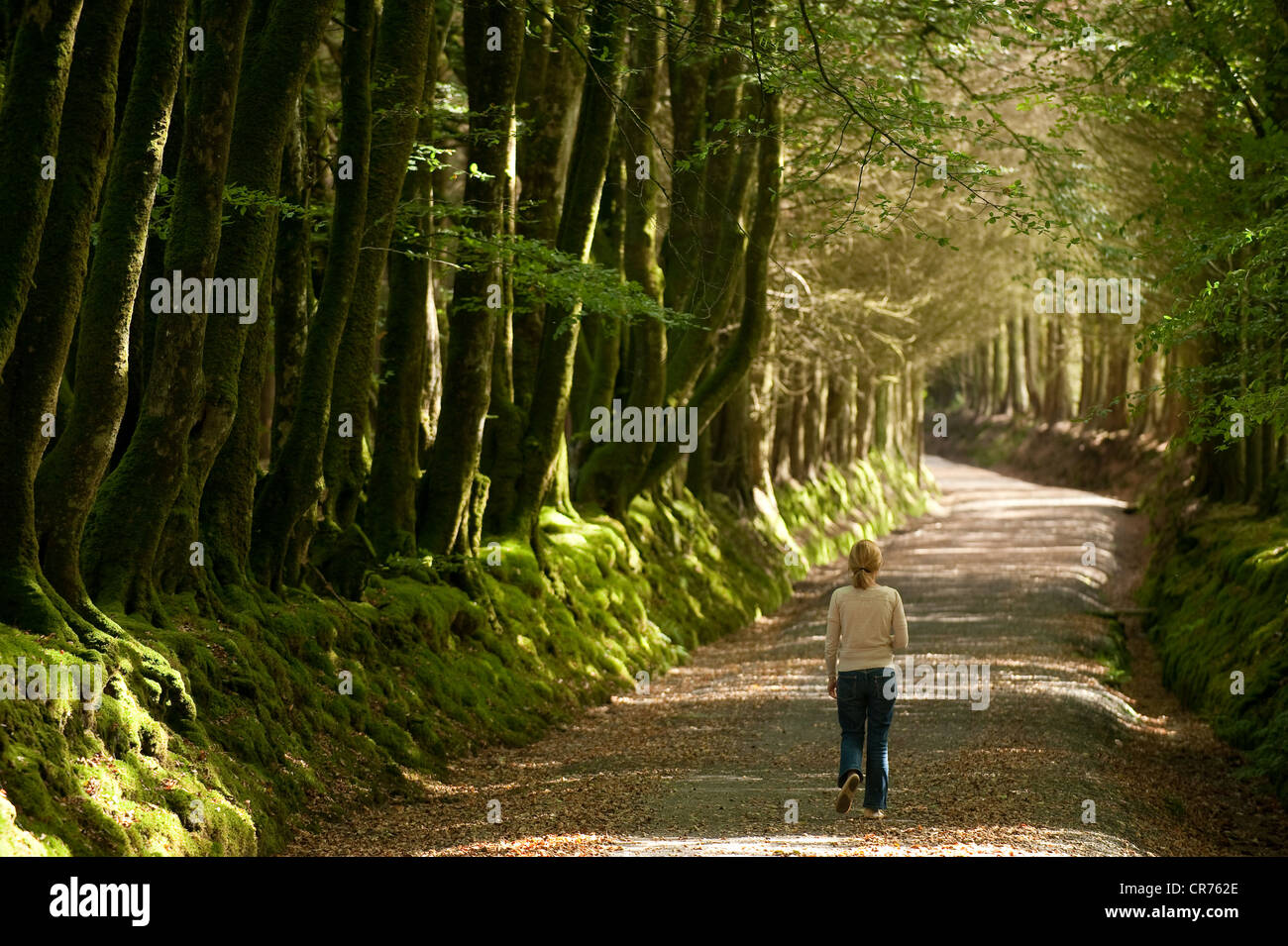 France, Finistere, Hanvec, Monts d'Arree, tree alley of the Domaine de ...