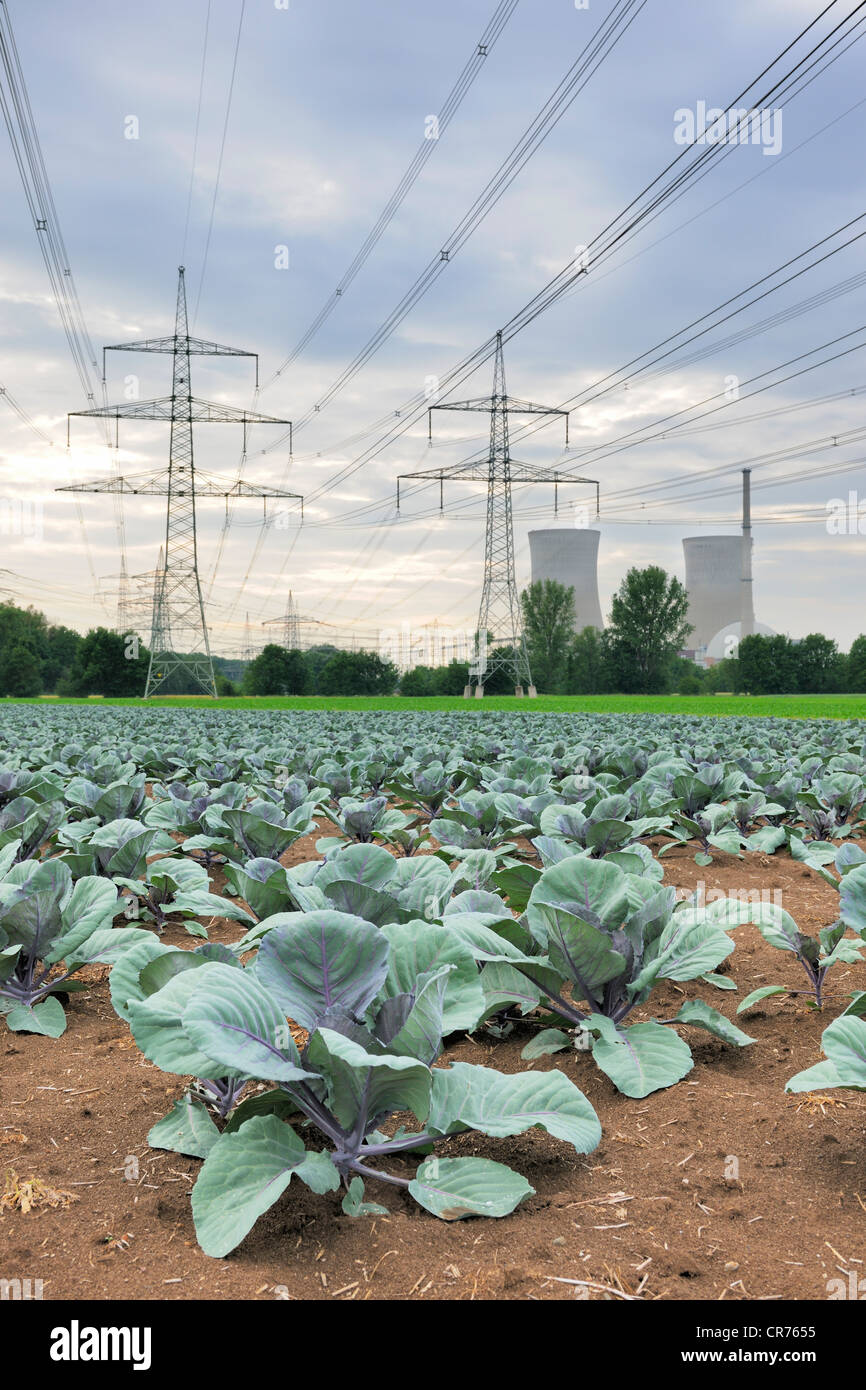 Grafenrheinfeld nuclear power plant, red cabbage patch at front, Lower ...