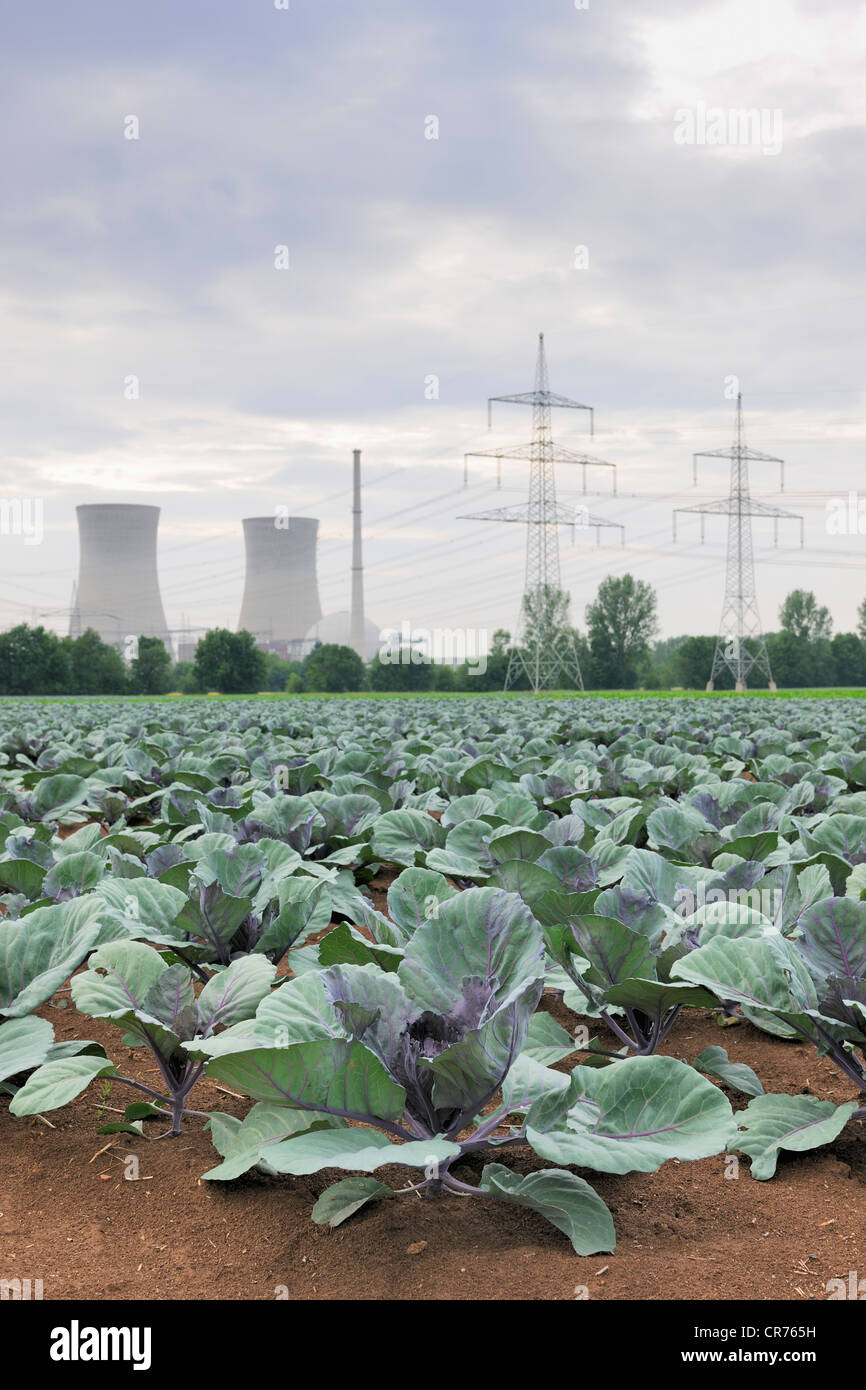 Grafenrheinfeld nuclear power plant, red cabbage patch at front, Lower ...